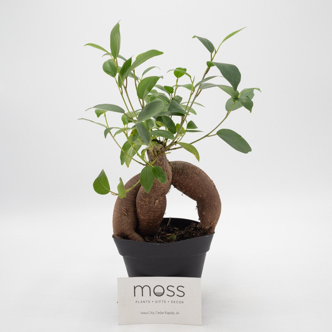 Ficus Microcarpa 4" | Moss