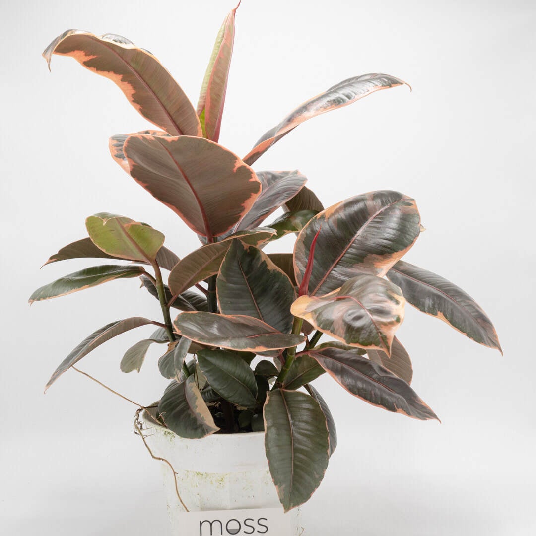 Ruby Rubber Plant 6" | Moss