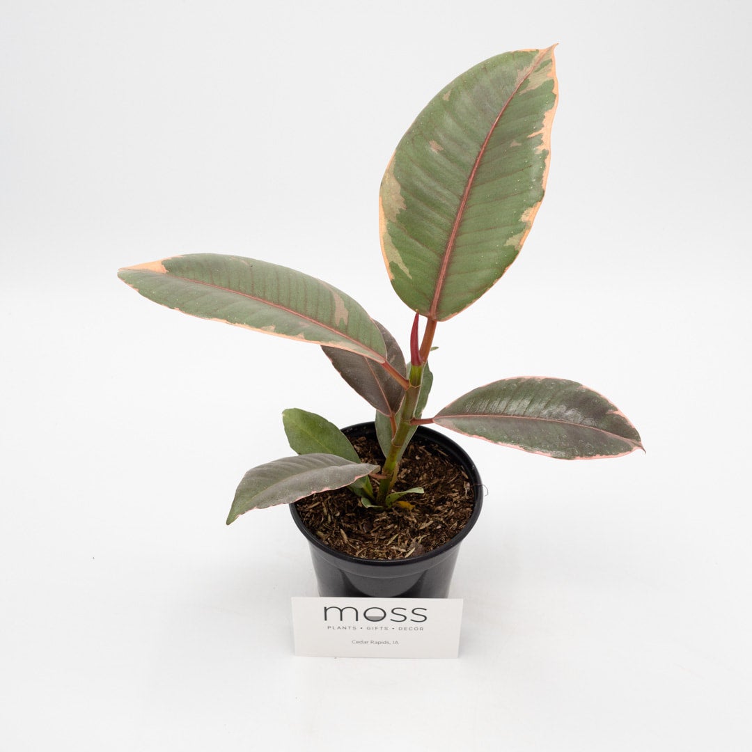 Ruby Rubber Plant 4" | Moss