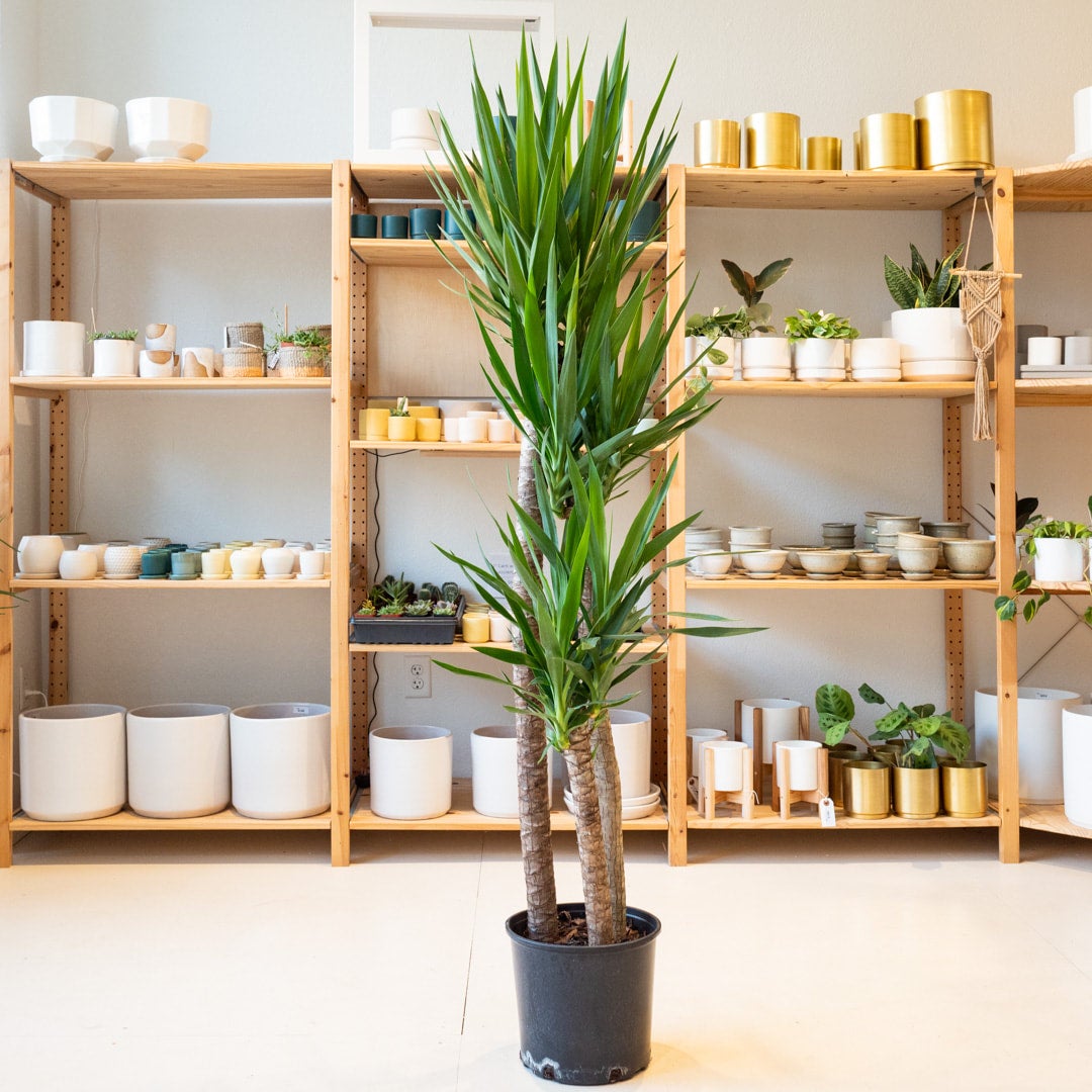 Yucca Cane 10" | Moss