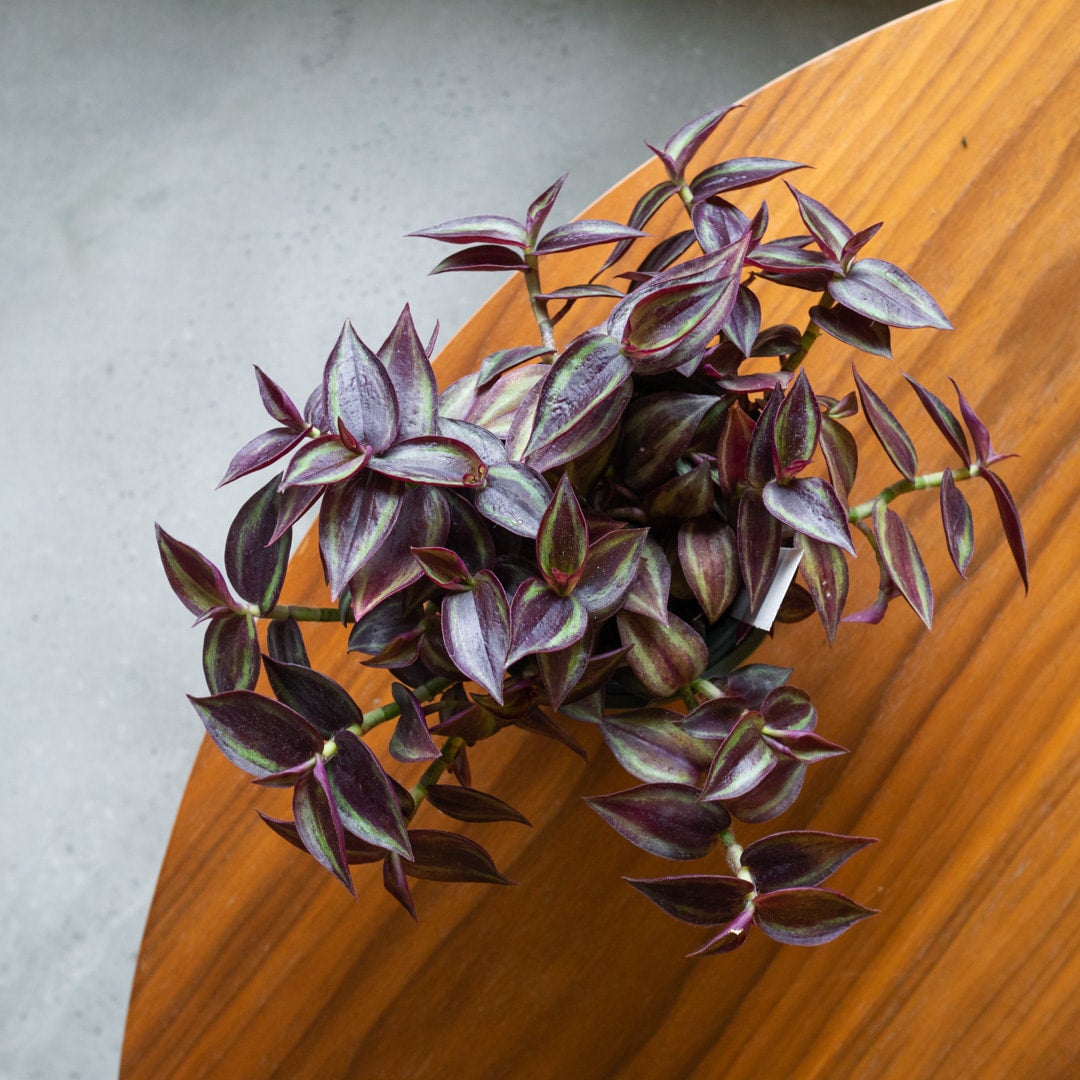 Tradescantia Red 4" | Moss